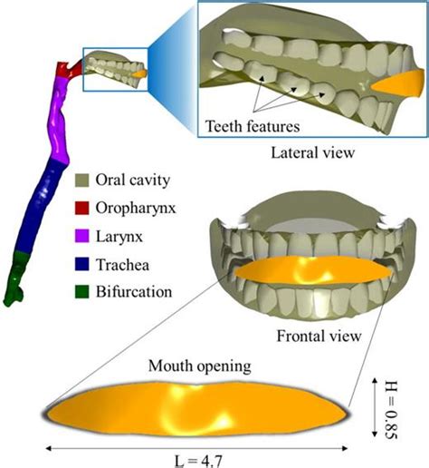 Coupled Eulerian Wall Film Discrete Phase Model For Predicting