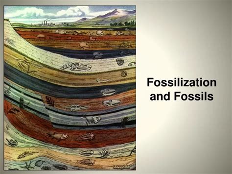 Ppt Fossilization And Fossils Powerpoint Presentation Free Download Id 9484649