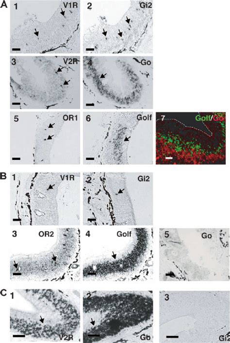 Expression Of V1r Genes In Xenopus Olfactory Organs Panel A Download Scientific Diagram