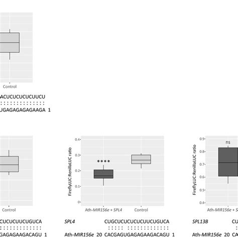 Experimental Validation By Dual Luc Assay For Computational Download Scientific Diagram