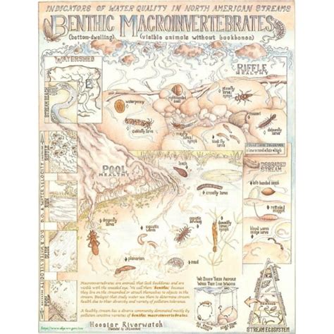 P 14 Benthic Macroinvertebrates Poster Adopt A Stream Foundation