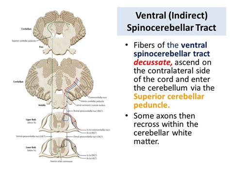 Spinocerebellar Tract