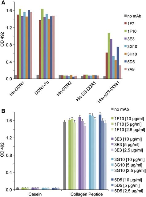 The Anti DDR MAbs Block Collagen Induced DDR Phosphorylation DDR B Download Scientific