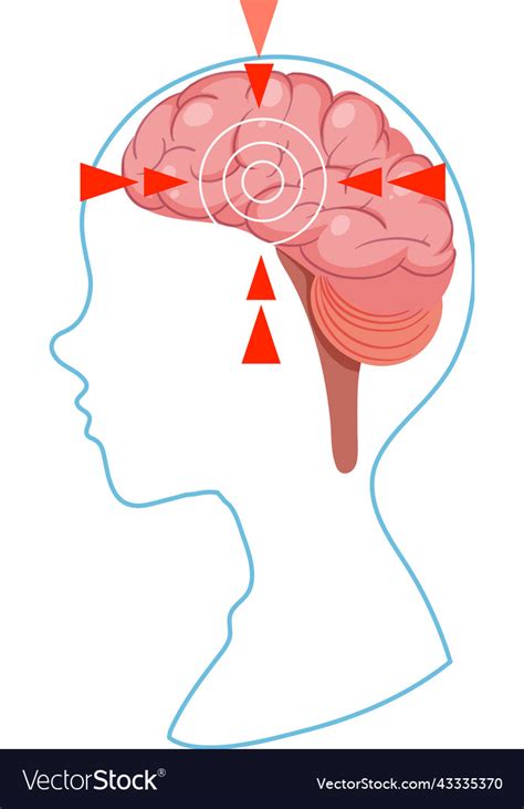 Human Brain Isolated Royalty Free Vector Image