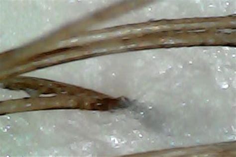 Scalp Detox The Eylsium