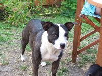 The Oxford IIIT Pet Dataset Object Detection Dataset By Monkeydoodle Gmail Com