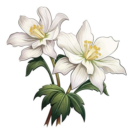 Цветочный вектор Колумбина на белом фоне Премиум Ai сгенерированный вектор