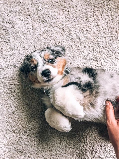 After 1.5 years of waiting, I finally have my mini! : r/miniaussie