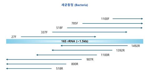 Microbial Identification 주 바이오디