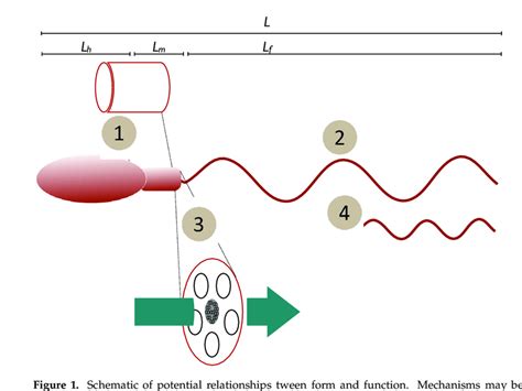 Schematic Of Potential Relationships Tween Form And Function