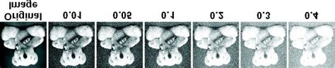 The Original Image With Various Amounts Of Gaussian White Noise Download Scientific Diagram