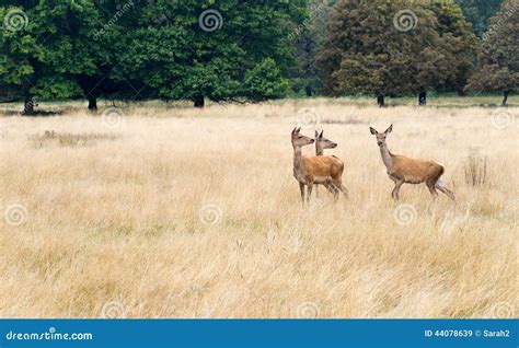 Three Red Deer Hinds Curious In Long Grass Watching Stock Image Image Of Grass Deer 44078639
