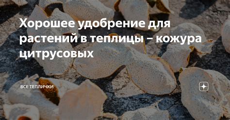 Хорошее удобрение для растений в теплицы кожура цитрусовых Все Теплички Дзен