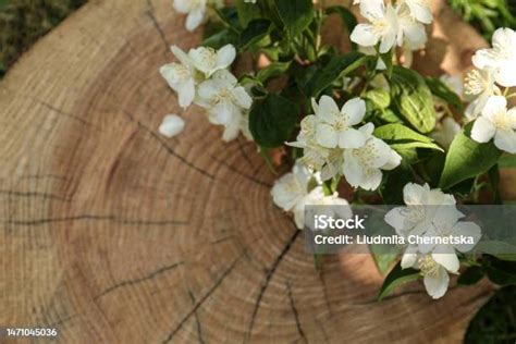 야외의 나무 그루터기에 아름 다운 재스민 꽃의 가지 위의 전망 텍스트를 위한 공간 0명에 대한 스톡 사진 및 기타 이미지 0명 계절 꽃 나무 Istock