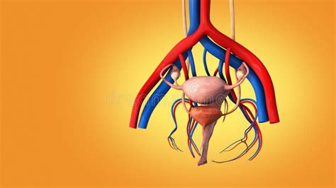 Female Reproductive System Anatomy Background Stock Illustration