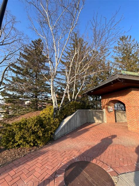 April 10th Tree Josies Phenology Blog