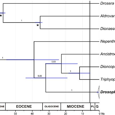 Time Calibrated Phylogeny Of Non Core Caryophyllales Based On The