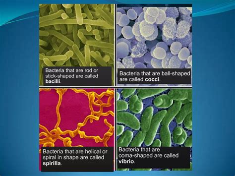 11 Classification Of Microbes Pptx Biological Sciences Science