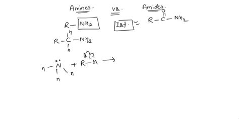 Solved Amines And Amides Both Contain Nitrogen What Are The Differences In The Structures Of