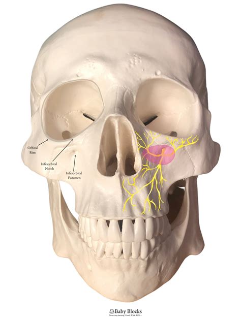 Maxillary Nerve Block Technique