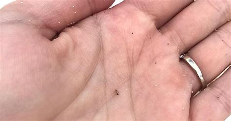 This Teeny Tiny Seashell I Found In The Sand Album On Imgur