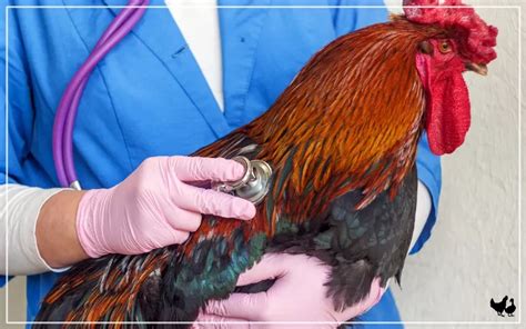 How To Castrate A Rooster Learnpoultry