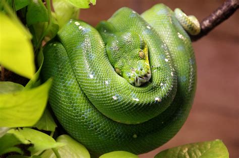 Green Tree Python Vs Emerald Tree Boa A Complete Comparison