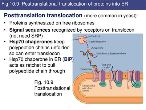 Ppt 10 Protein Sorting And Transport Powerpoint Presentation Free Download Id 4325074