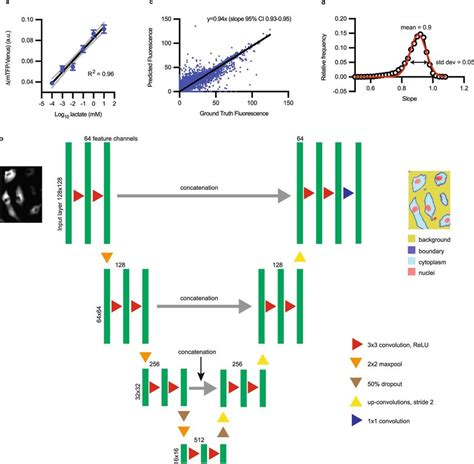 Single Cell Metabolic Assay Utilizes Deep Learning Enabled