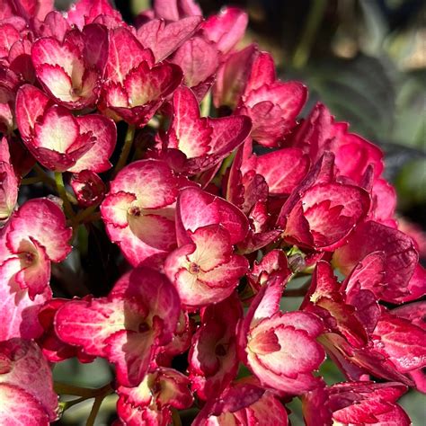 Eclipse® Hydrangea Hydrangea Macrophylla Bailmacseven Gobuyplants