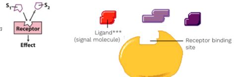sensory receptors and coding for sensory information flashcards quizlet