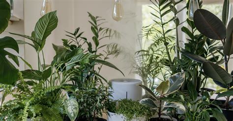 Class101 세레리아와 함께하는 식테크 그리고 선인장괴근다육식물 희귀 식물 재배 꿀팁