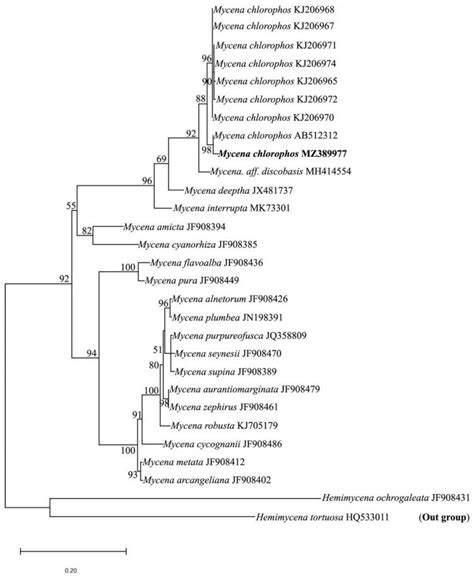 maximum likelihood tree generated from its sequence data bootstrap