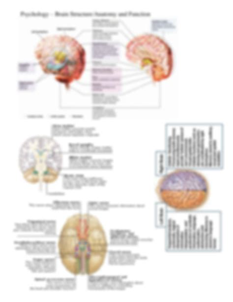 SOLUTION: Brain structure and functions - Studypool