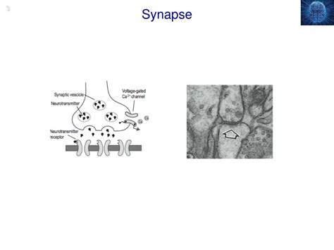 Ppt Chapter 2 Neurons And Conductance Based Models Powerpoint Presentation Id 386165