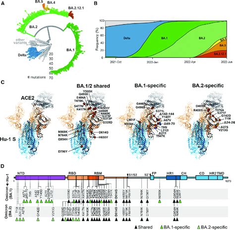 Features Of Omicron Ba1 And Ba2 Vocs A Radial Phylogenetic Tree Of