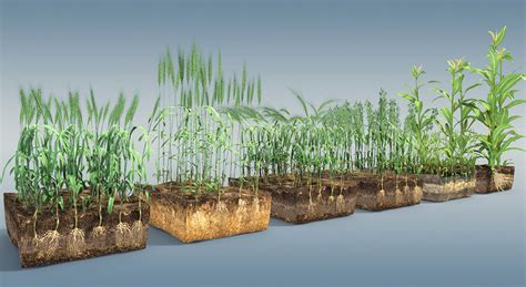 Зърнени култури 3d анимация Електронно обучение и учене Mozaik