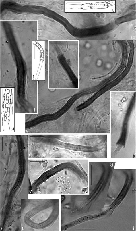 The Sheaths Of Leptolyngbya Sieminskae Sp N From Murchisonfjorden A