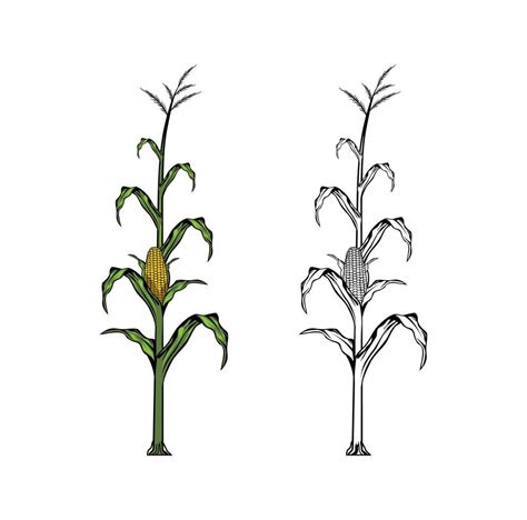 Corn Plant Diagram