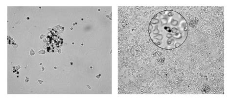 Flowcytometric Analysis Of Gated Selected T Cells Cd3 A Dot Plot Download Scientific