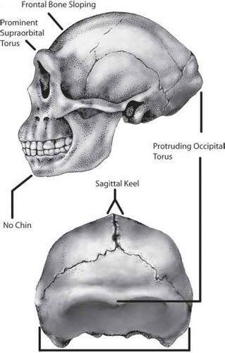 Supraorbital Torus Homo Erectus