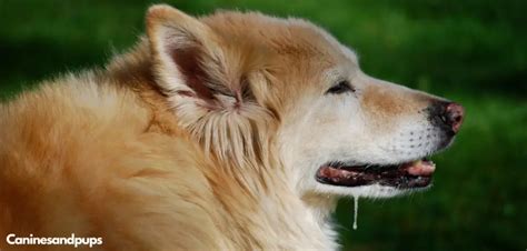 Dog Drooling Not Eating Or Drinking What It Means Canines And Pups