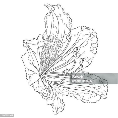 흰색 배경에 꽃 진달래 산 관목 윤곽선 빈티지 꽃 7 벡터 일러스트 레이 션 편집 가능한 손 그리기 0명에 대한 스톡 벡터 아트 및 기타 이미지 Istock