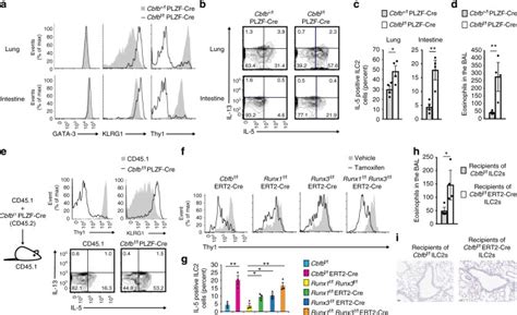 Runx Cbfβ Complexes Protect Group 2 Innate Lymphoid Cells From Exhausted Like Hyporesponsiveness