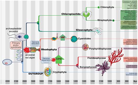 Genes Free Full Text Signatures Of Transcription Factor Evolution