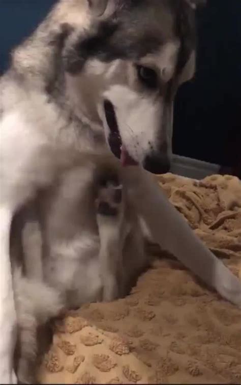 Moon Moon Doing A Scratch R Moonmoon