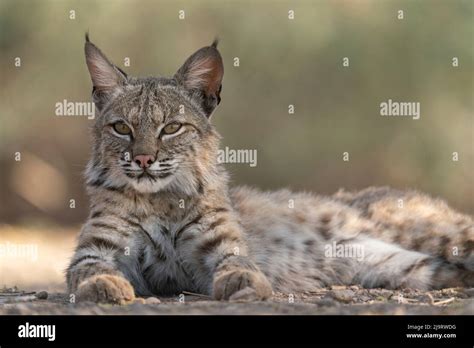 Female Bobcat Hi Res Stock Photography And Images Alamy