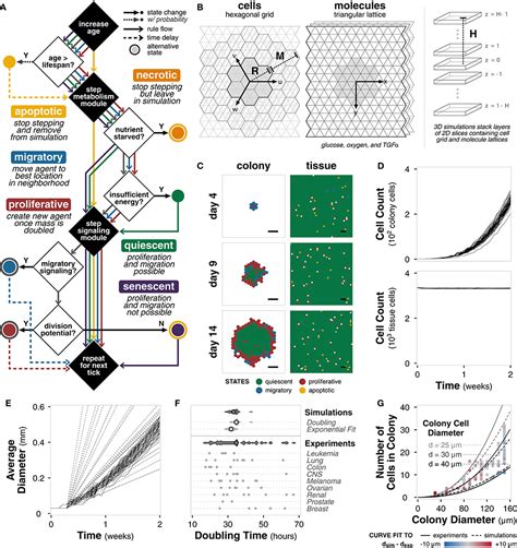 Agent Based Simulation Bacteria At Micheal Weston Blog