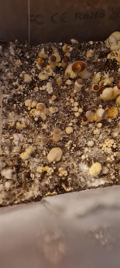 any idea what these weird blobs are and when do you think i should