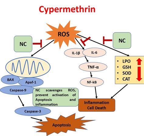 Hepatoprotective Effect Of Curcumin Nano Lipid Carrier Against Cypermethrin Toxicity By